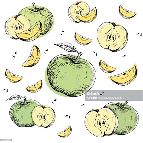 애플 세트 흰색 배경에 고립 손으로 그린 사과와 사과 조각의 컬렉션입니다 스케치 스타일 벡터 일러스트레이션입니다 과일에 대한 스톡 벡터 아트 및 기타 이미지 Istock