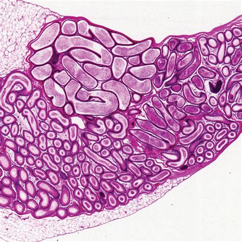 Mammal Epididymis Sec 7 µm Hande Microscope Slide Carolina