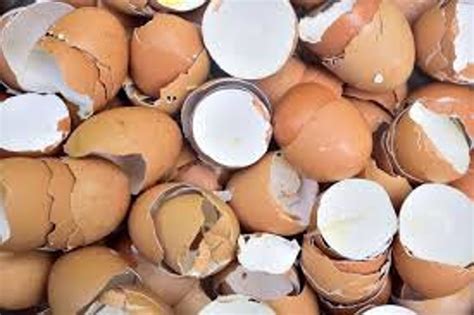 Brown Egg Shells Fertilizer For Plants 2 Oz Etsy