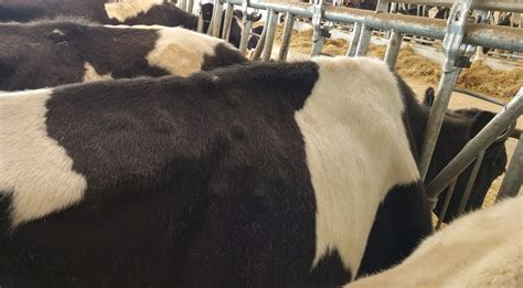 Imagehypoderma Lineatum Infestation Frisian Cow Merck Veterinary Manual