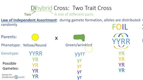 Dihybrid Cross Youtube