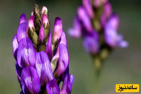 با ریشه این گیاه هم عمر طولانی می‌کنی، هم سرما نمی‌خوری