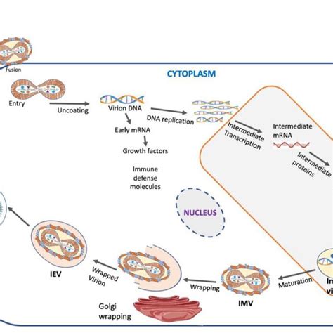 Schematic Representation Of The Orthopoxvirus Replication Cycle And Download Scientific Diagram