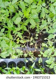 Pythium Images Stock Photos Vectors Shutterstock