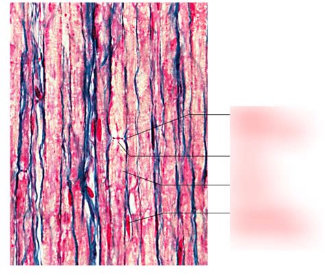 Peripheral Nerve Diagram Quizlet