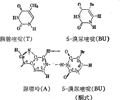 Dna结构简式d分子示意图d图第3页大山谷图库