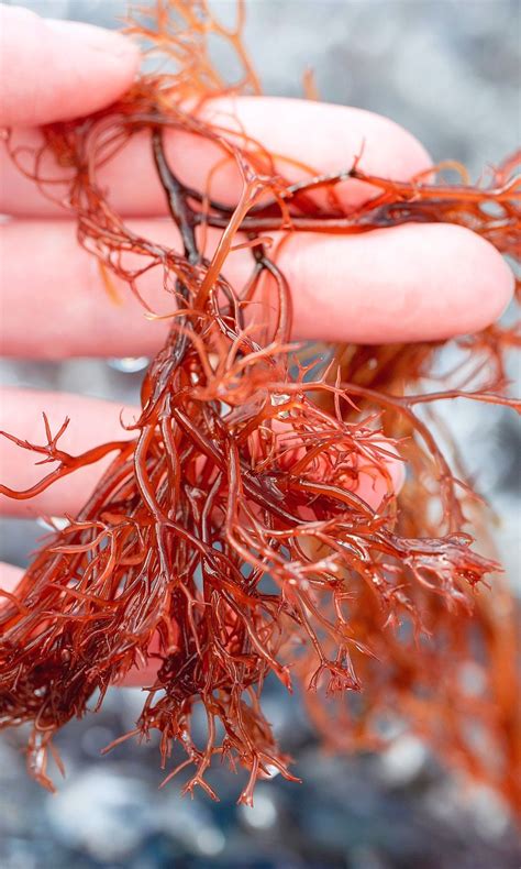 Agar Agar In Dog Food Dog Nutrition Db