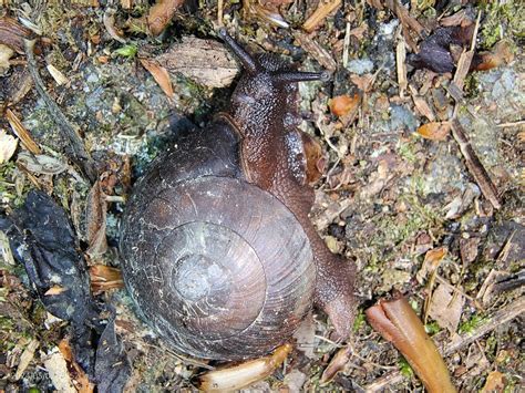 Camaena Vayssierei From Honghe Hani And Yi Cn Yn Cn On May 02 2024 At 10 52 Pm By 山雀