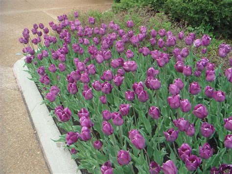 Purple Tulips At Oak Brook Mall The Entire Mall Was Landsc Flickr