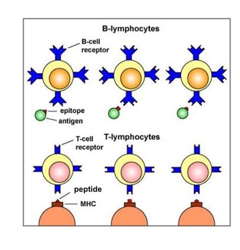 Antigen Presentation And MHC Flashcards Quizlet