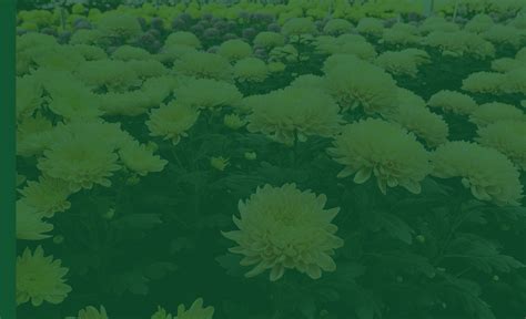 Divine Music Oregon Chrysanthemums And Hostas LLC