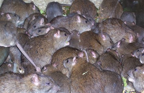 Rat Control Melbourne Pest Control Empire