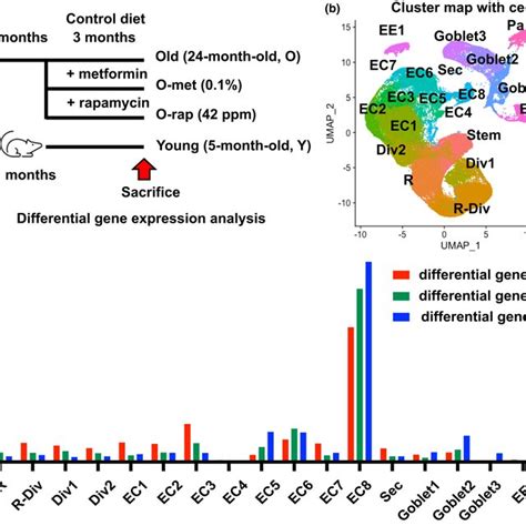 Scrnaseq Analysis Of Small Intestinal Epithelial Cells A Schematic Download Scientific