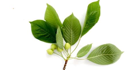 Premium Photo Image Of A Unripe Cherry On White Background