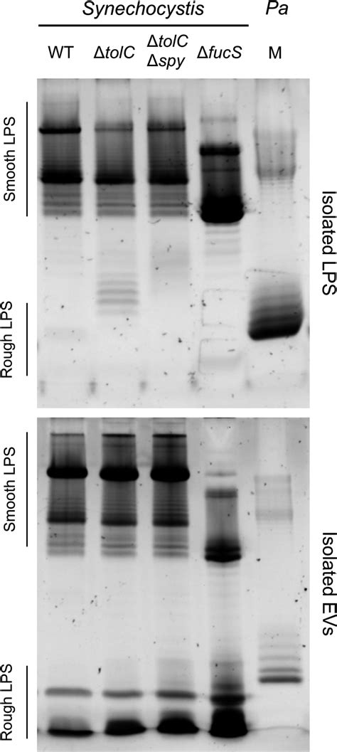 Hot Phenol Water Method For Lps At Eugene Head Blog