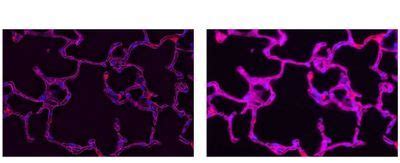 Image Processing With Deconvolution Lab Manager