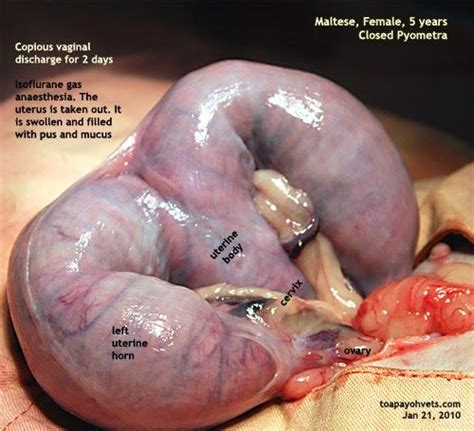 X Ray Penis Entering Vagina Cumception