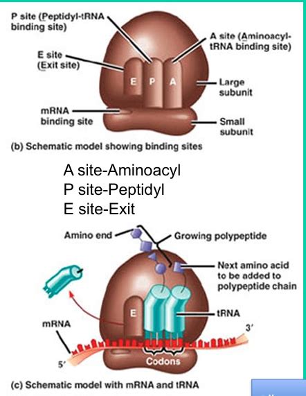 Exam 2 Part 3 Diagram Quizlet