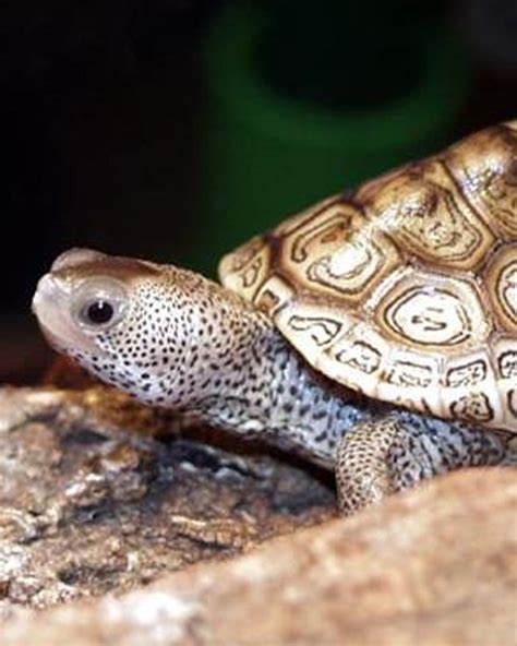 Diamonds In Peril The Decline Of The Northern Diamondback Terrapin