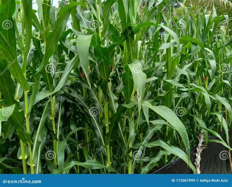 Corn Field Maize Zea Mays Ssp Mays In Garden Stock Image Image Of Isolated Flora 173067999