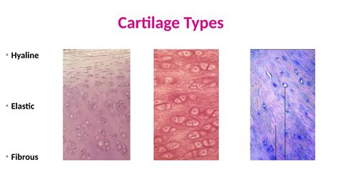 Histology And Applied Anatomy Of Cartilage Pptx