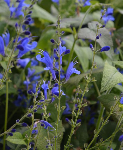 Salvia Sagittata Blue Butterflies Hayloft