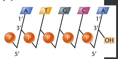 Chapter DNA Structure And Replication Flashcards Quizlet