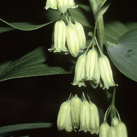 Polygonatum Biflorum Great Solomons Seal Ferri Seeds