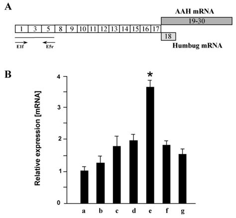 Quantitative Real Time Rt Pcr Analysis Of The Transcripts Starting From