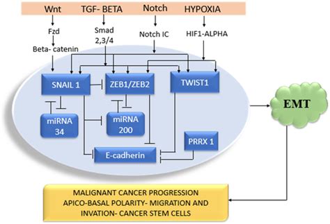 Signaling Pathway Involved In Emt Program Download Scientific Diagram