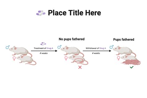 Mouse Breeding Trial With Male Intervention Layout Biorender Science Templates