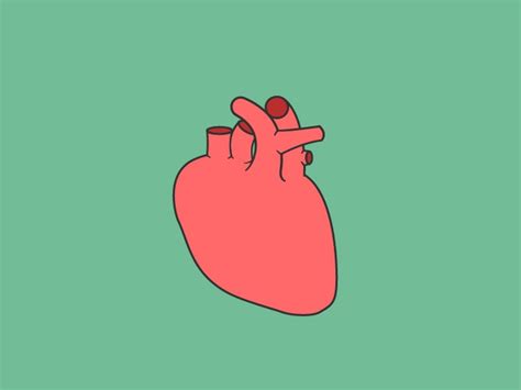 Left Atrium Function Definition And Anatomy Body Maps