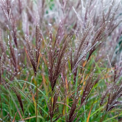 Morning Light Maiden Grass Plant By Number