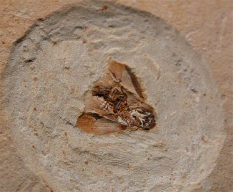 Fossil Insects Moss Bug