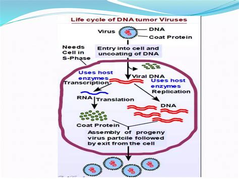 Oncogenic Viruses Ppt Pptx
