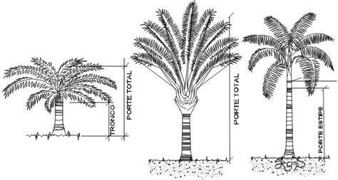 Uncovering The Anatomy Of A Palm Tree A Diagram Exploration