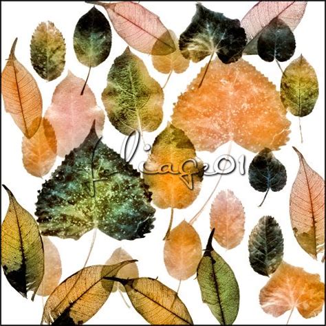 Foliage Photoshop Free Brushes 123Freebrushes