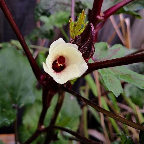 Okra Red Plant Gallery And Garden Diary Nicks Blog