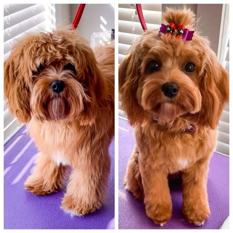 8 Best Cavapoo Haircuts For Your Dog The Grooming Tips