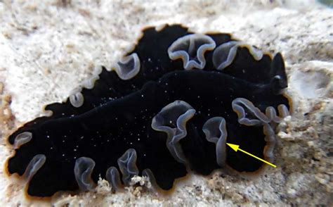 Pseudobiceros Flatworm Black By Newman And Cannon From Indian Ocean
