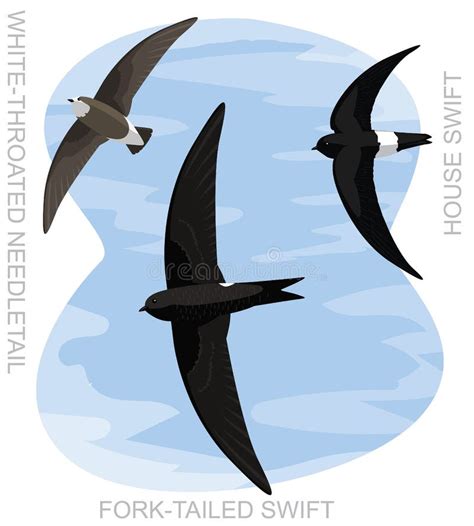 cute bird house swift set cartoon vector stock vector illustration of tailed pacific 276789021