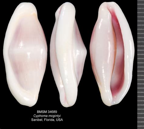 Cyphoma Mcgintyi Bailey Matthews National Shell Museum