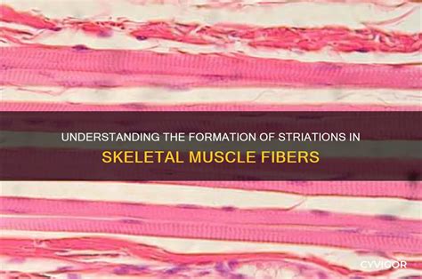 Understanding The Formation Of Striations In Skeletal Muscle Fibers