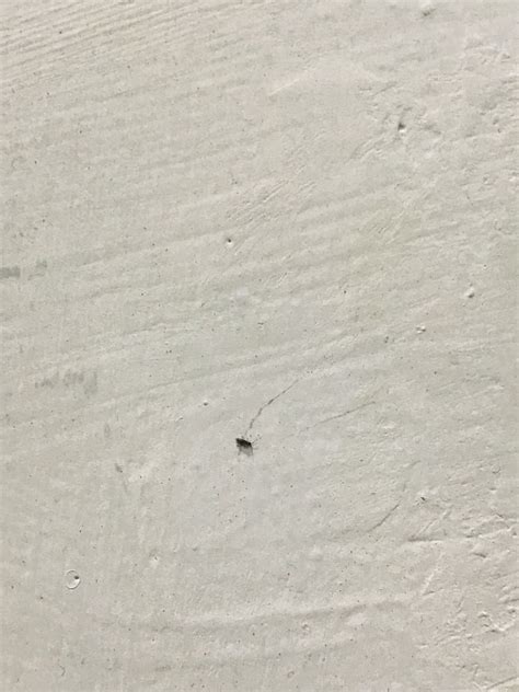 鑑定 請問這是甚麼蟲（？） 昆蟲板 Dcard