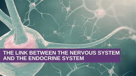 The Link Between The Nervous System And The Endocrine System Genesis Gold