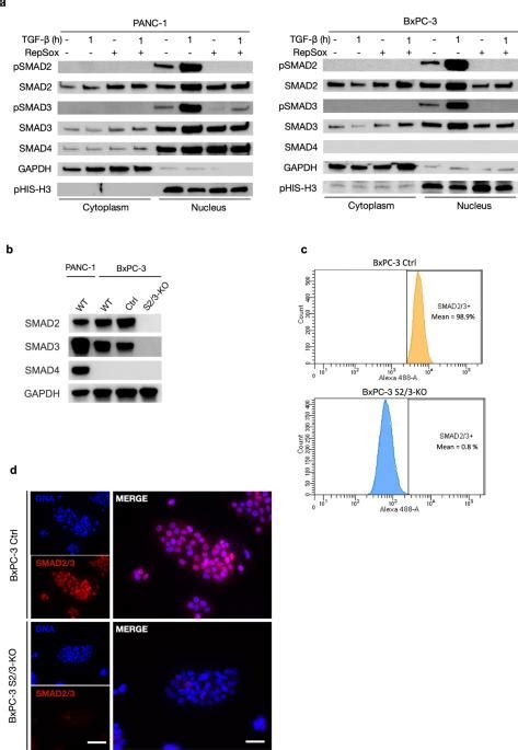 Laurent Bartholin On Linkedin Smad23 Mediate Oncogenic Effects Of Tgf