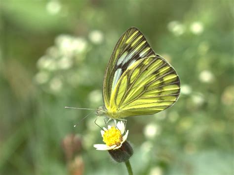 Cepora Cepora Picture Insect