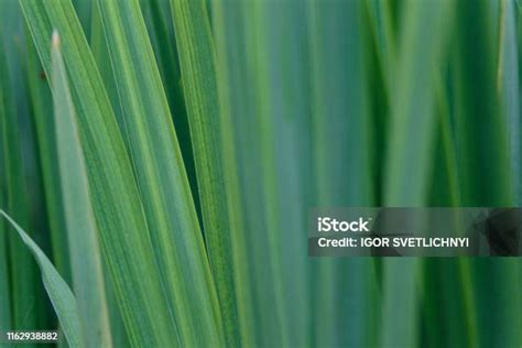 녹색 홍채 잎의 배경입니다 추상적 인 자연 질감과 배경 유기 패턴의 매크로보기 공간을 복사합니다 설계용 템플릿 계절에 대한 스톡 사진 및 기타 이미지 Istock