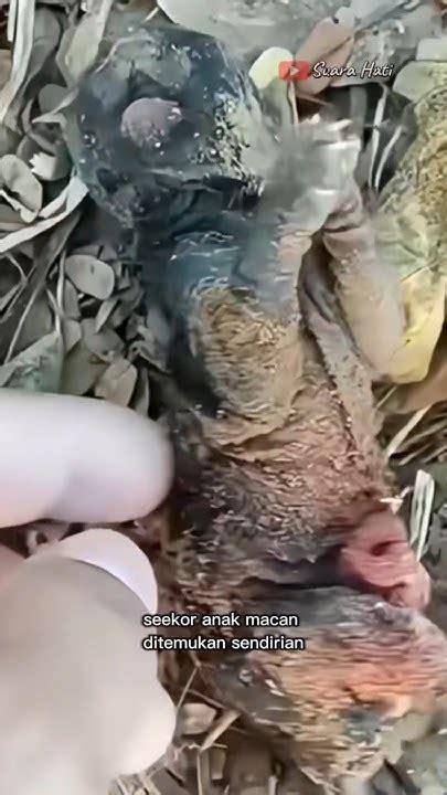 Macan Kecil Sendirian Shorts Youtube