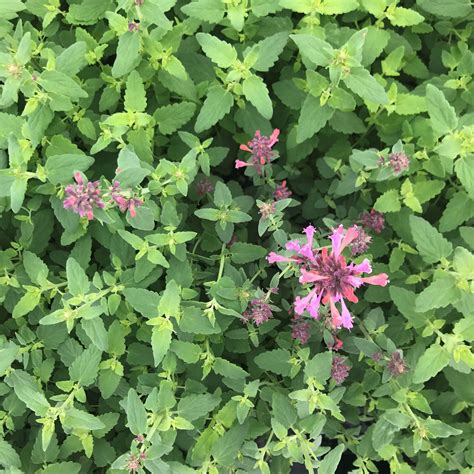Agastache Arizona™ Sunset Hyssop 4 Pot Little Prince Of Oregon